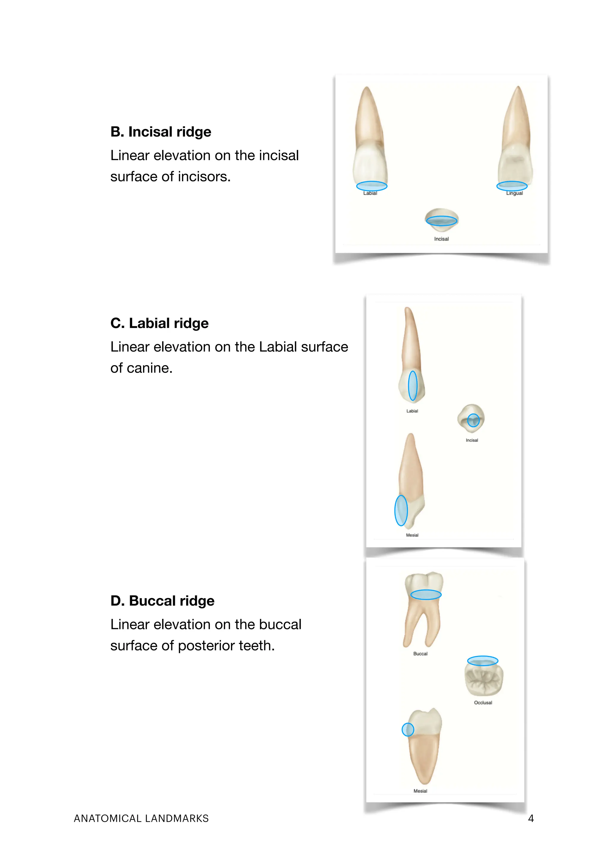 Handout, Lecture 3.pdf | Dental Health | Diseases and Conditions