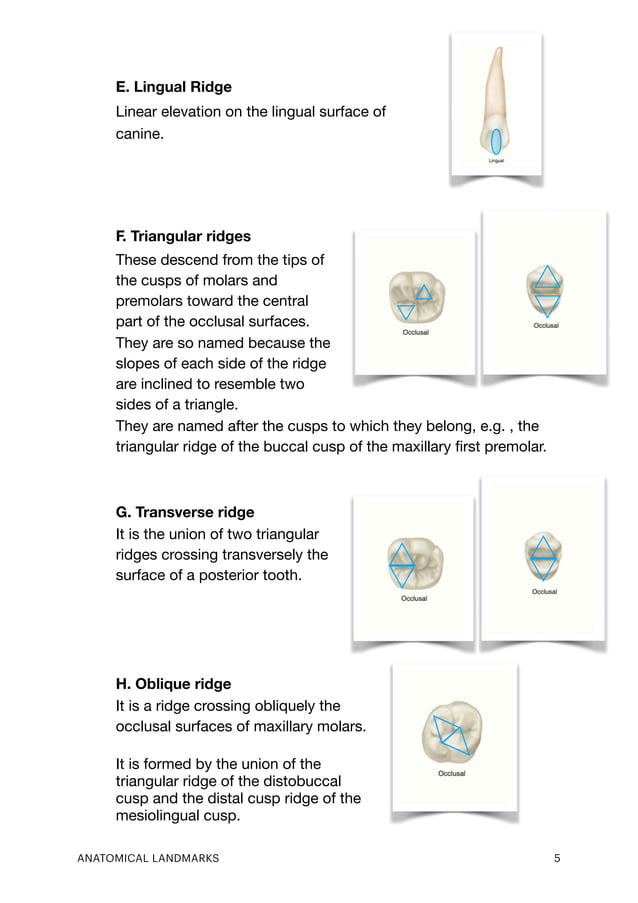 Handout, Lecture 3.pdf | Dental Health | Diseases and Conditions