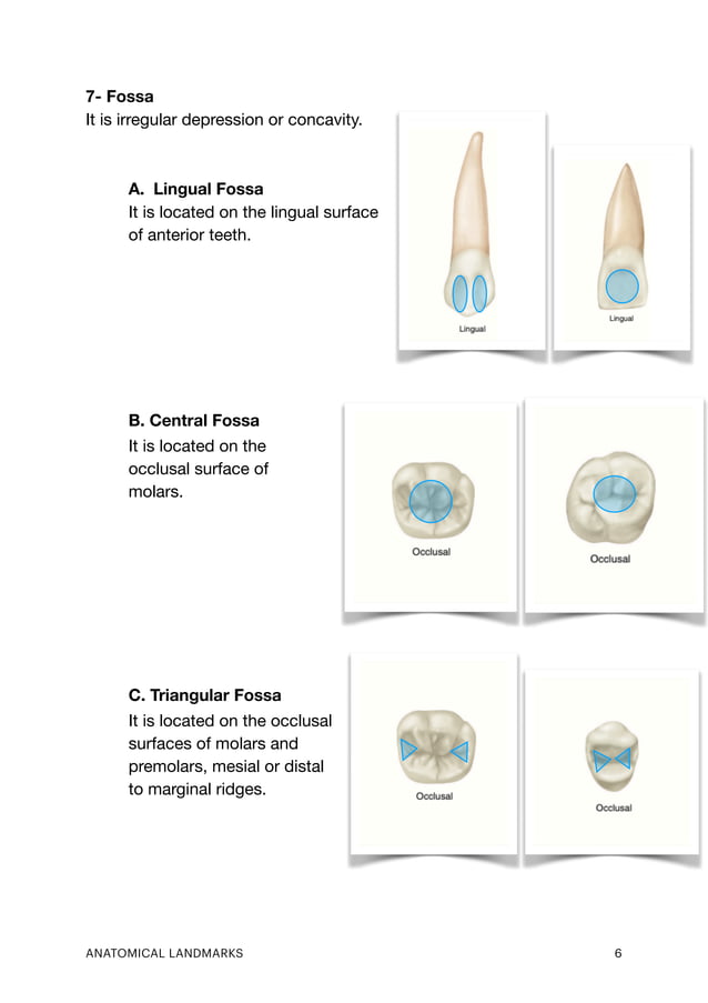 Handout, Lecture 3.pdf | Dental Health | Diseases and Conditions