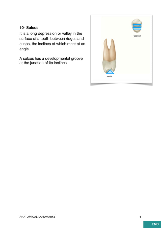 Handout, Lecture 3.pdf | Dental Health | Diseases and Conditions