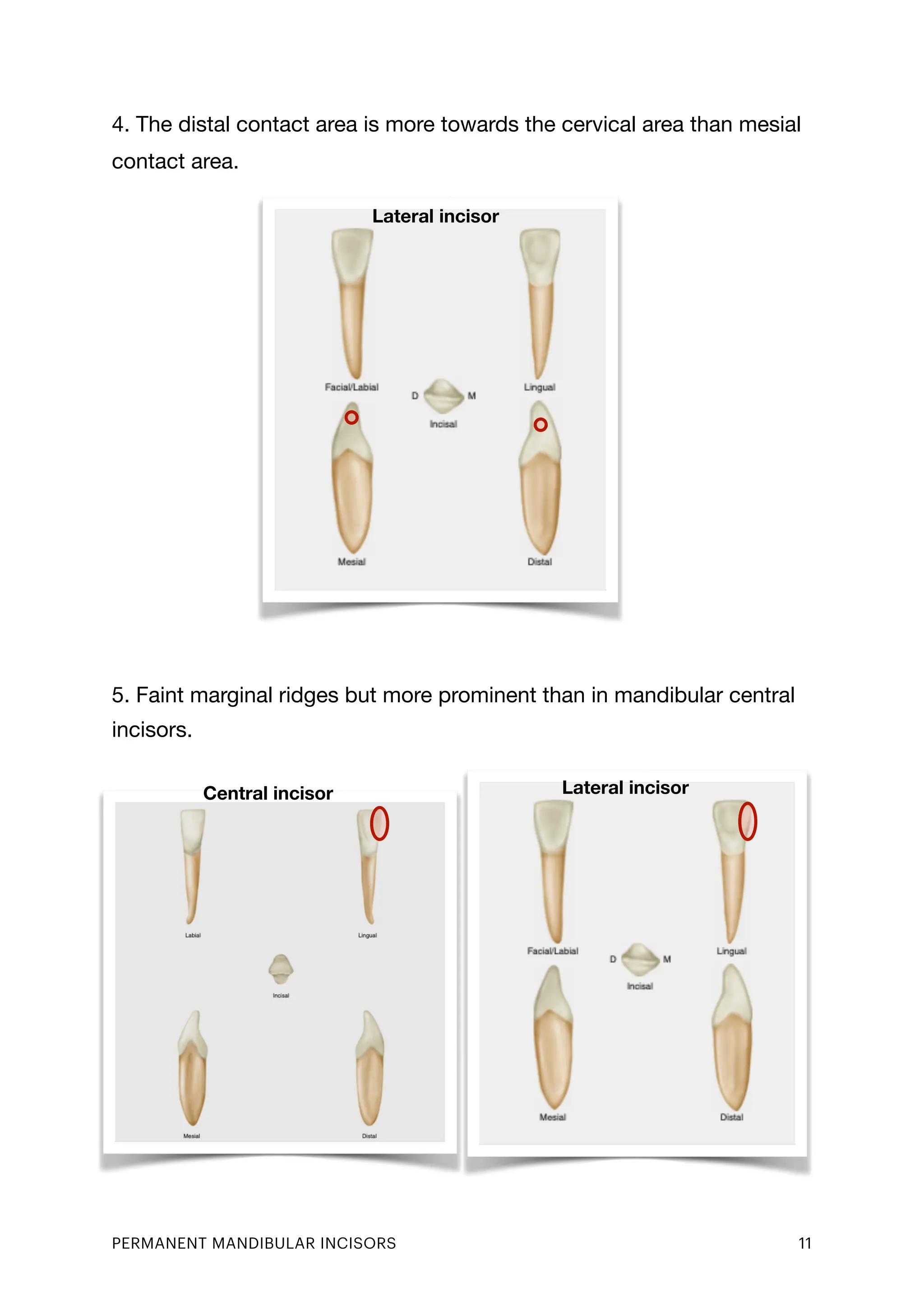 Handout, Lecture 6.pdf | Dental Health | Diseases and Conditions