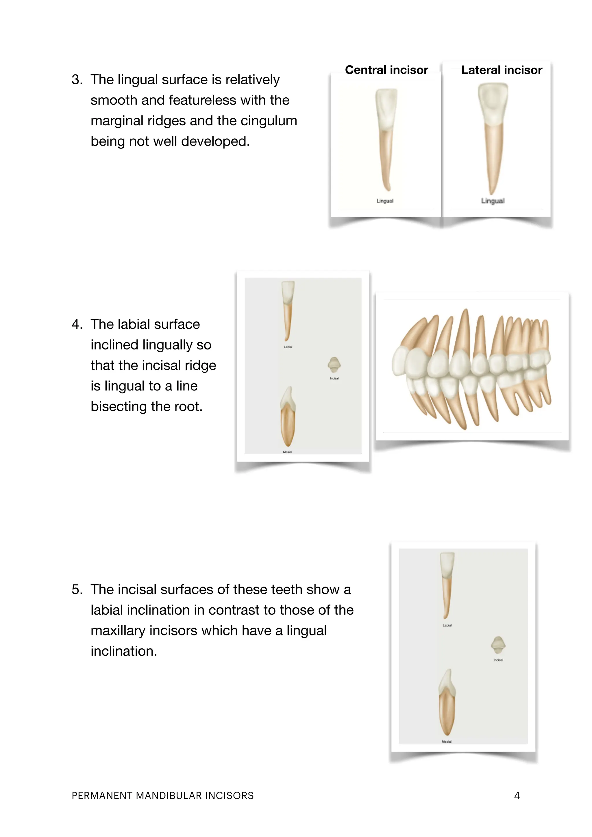 Handout, Lecture 6.pdf | Dental Health | Diseases and Conditions