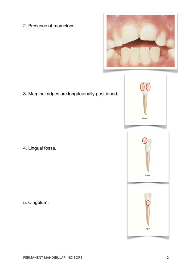 Handout, Lecture 6.pdf | Dental Health | Diseases and Conditions