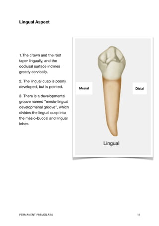 Handout, Lecture 9.pdf | Dental Health | Diseases and Conditions