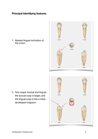 Handout, Lecture 9.pdf | Dental Health | Diseases and Conditions