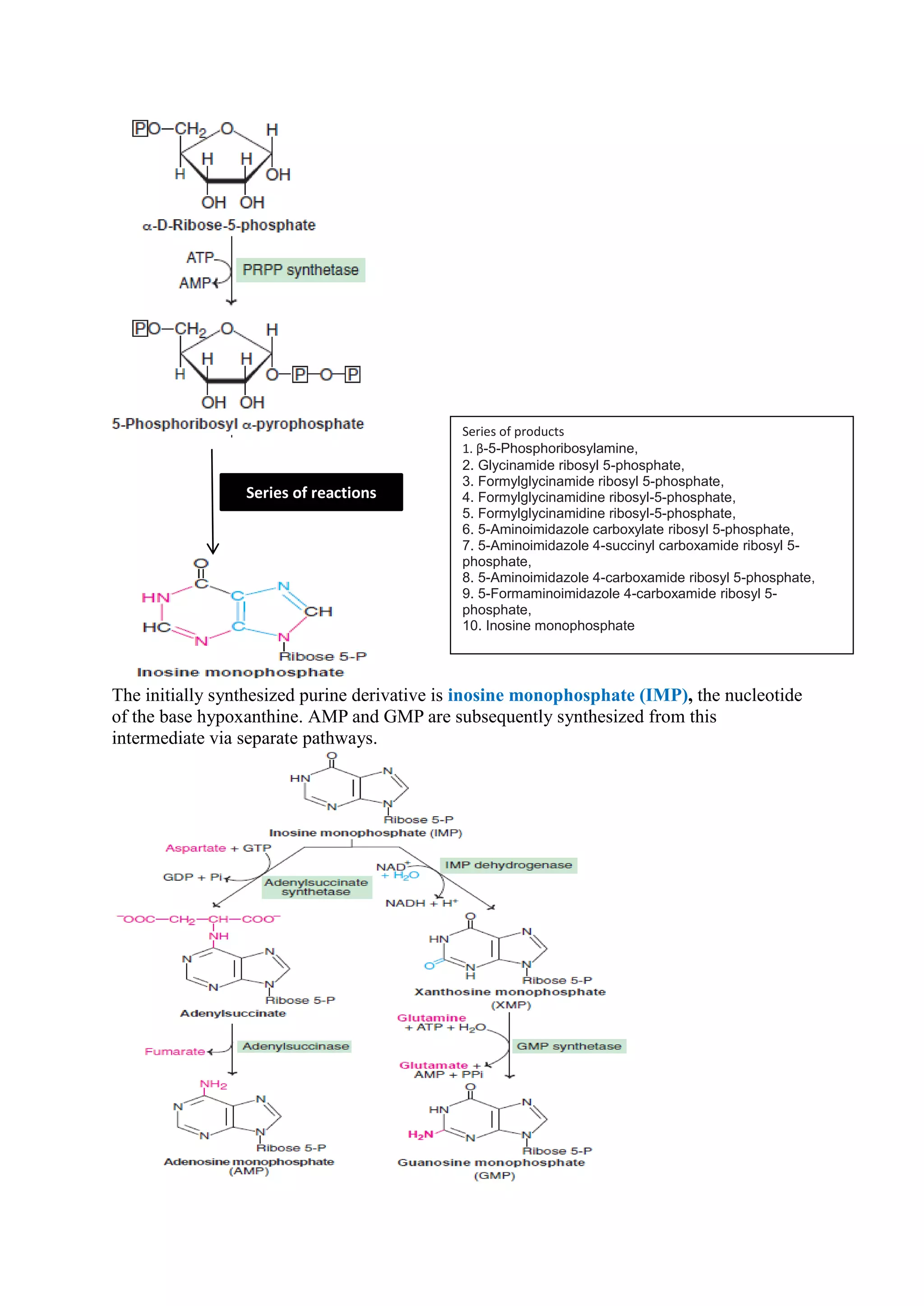 Handouts molecular biology-1 | PDF