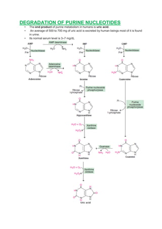 Handouts molecular biology-1 | PDF | Chemistry | Science