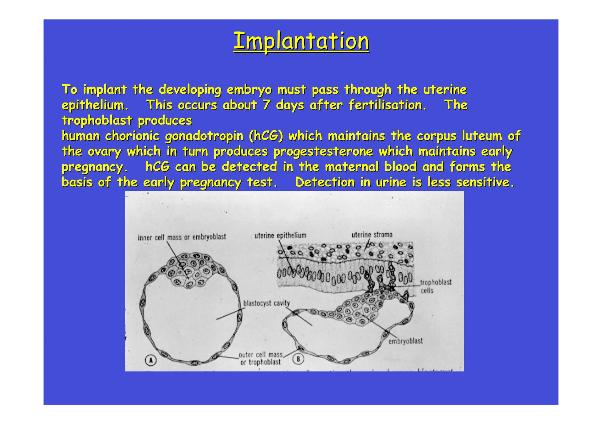 handouts1. embryology implantation, hormones | PDF