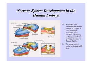 handouts1. embryology implantation, hormones | PDF
