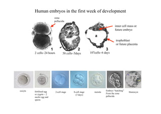 handouts1. embryology implantation, hormones | PDF