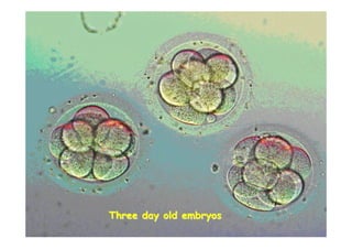 handouts1. embryology implantation, hormones | PDF