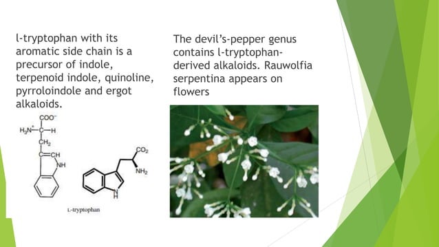 plant alkaloids their functions and biosynthesis | PPTX ...