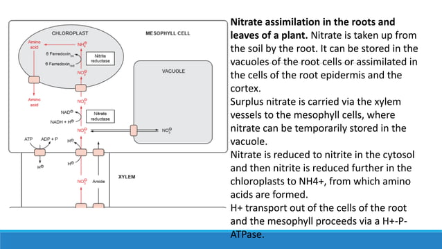 nitrogen assimilation | PPTX