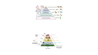 Handouts on Food Chain, Food Web and Energy Pyramid.ppt
