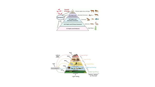 Handouts on Food Chain, Food Web and Energy Pyramid.ppt