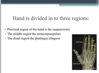 Hand pathology | PDF
