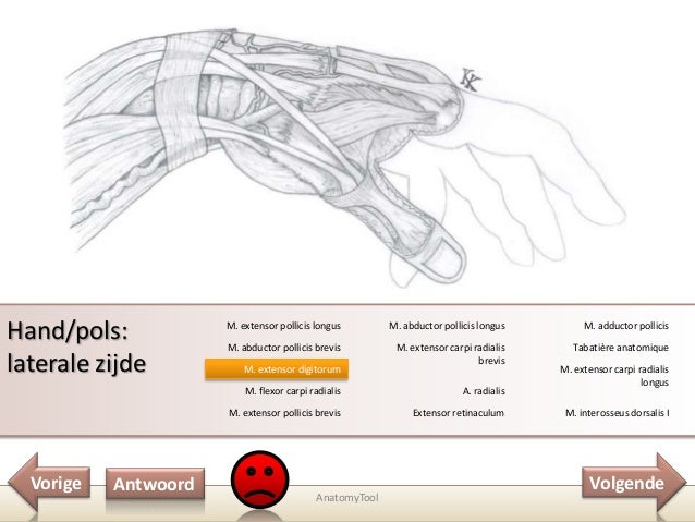 Hand pols laterale zijde