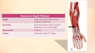 Structures of the Hand PPT | PPTX