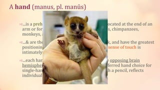 Structures of the Hand PPT | PPTX