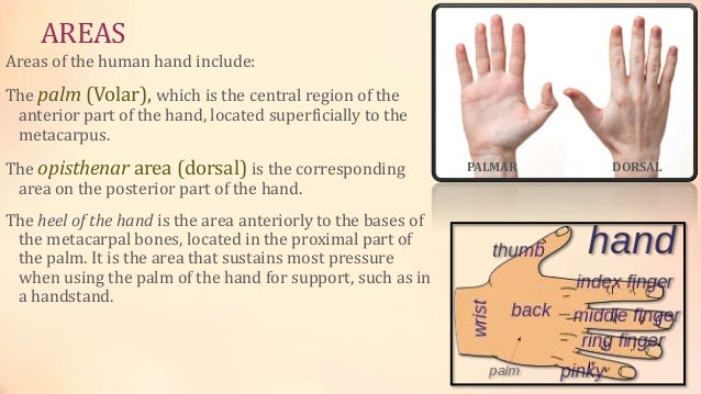 Structures of the Hand PPT