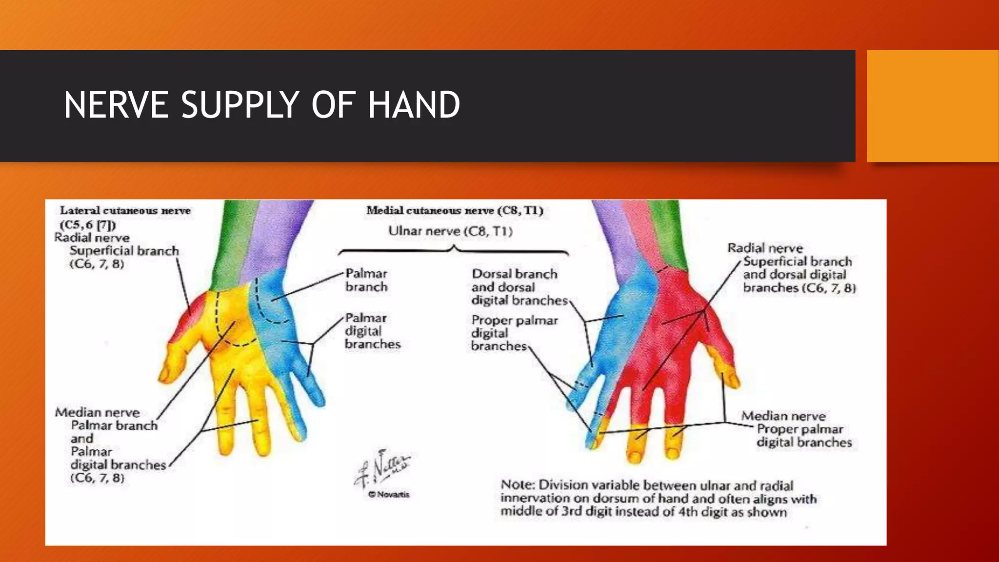 Hand reconstruction surgery & pt managment by sk | PPTX