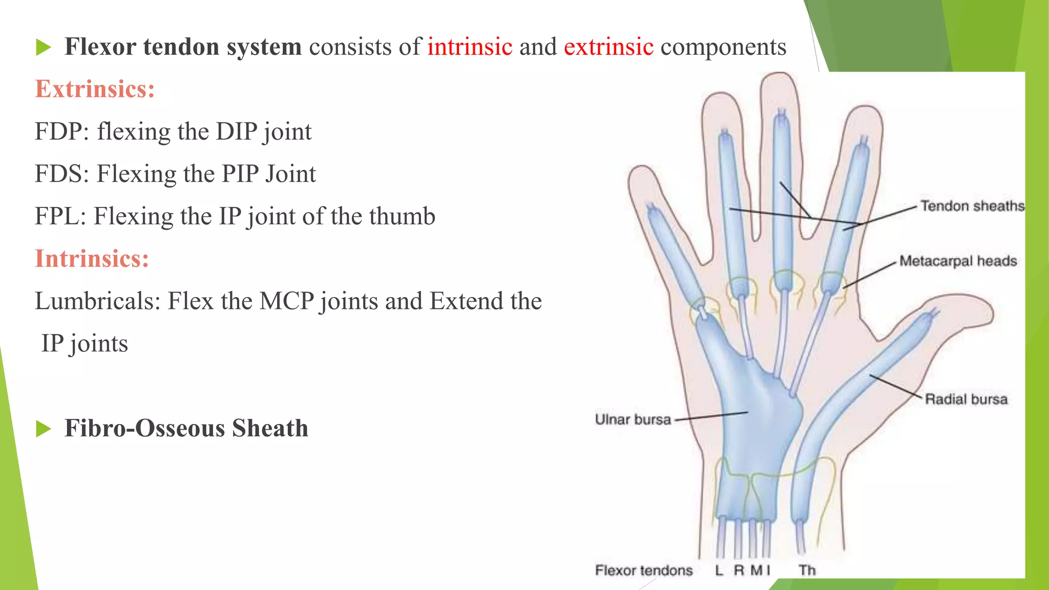 Hand rehabilitation following flexor tendon injuries | PPTX