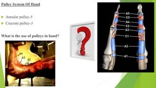 Hand rehabilitation following flexor tendon injuries | PPTX