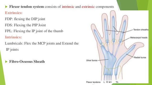 Fdp Fds Closed Disruption Of A Single Flexor Digitorum Superficialis Tendon Slip 3 Cases