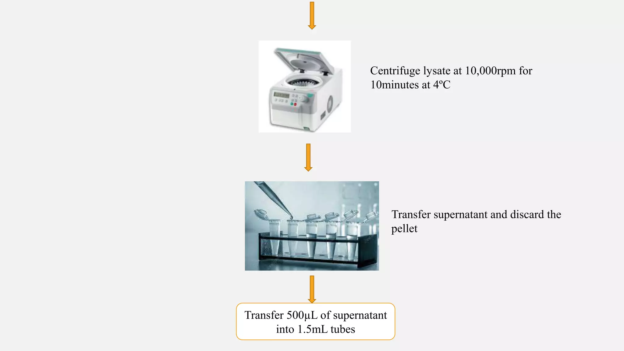 Isolation of genomic DNA from Animal Tissue | PPTX