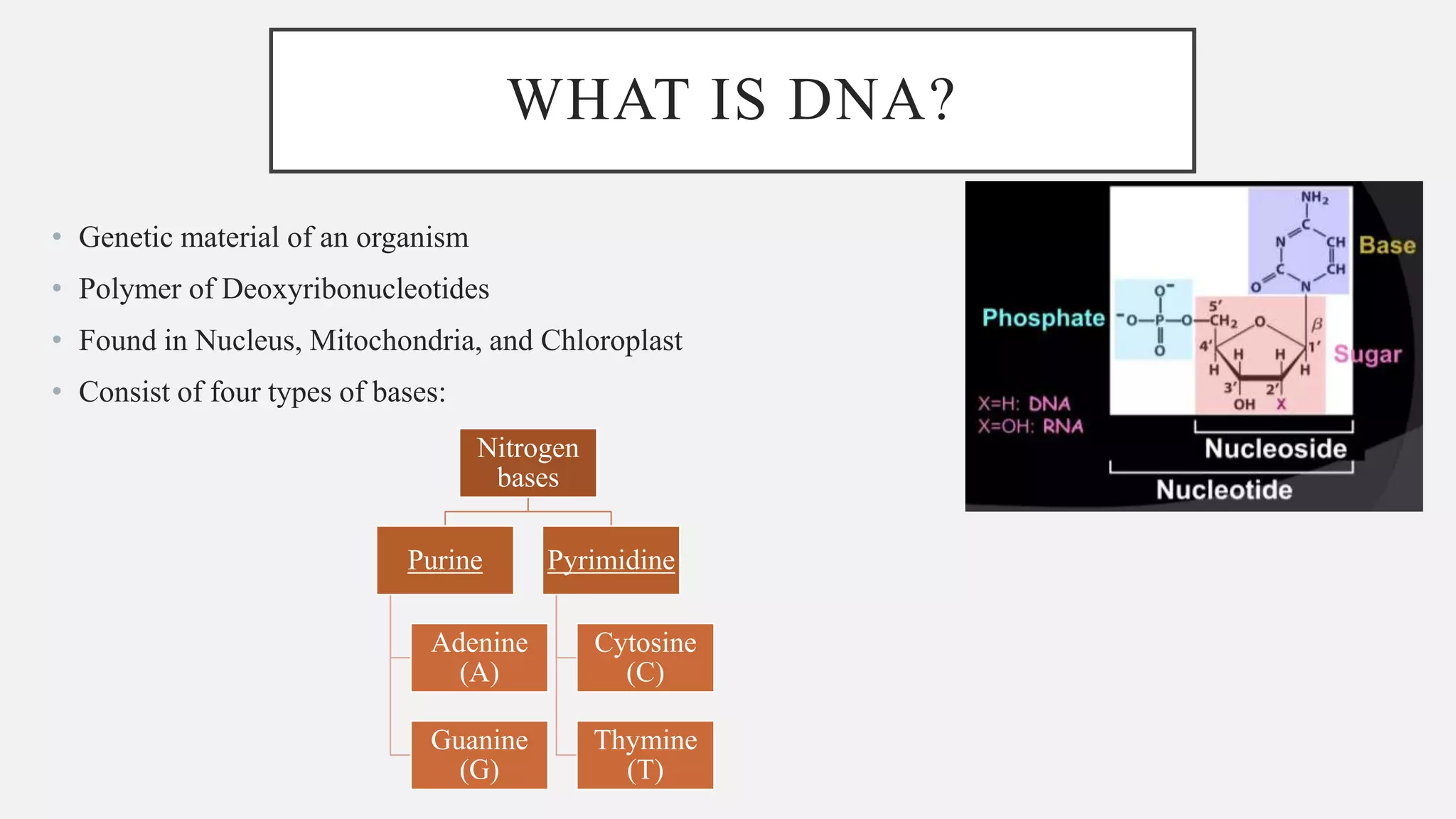 Isolation of genomic DNA from Animal Tissue | PPTX
