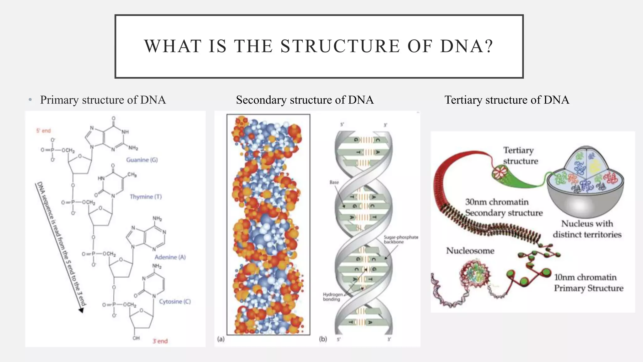 Isolation of genomic DNA from Animal Tissue | PPTX