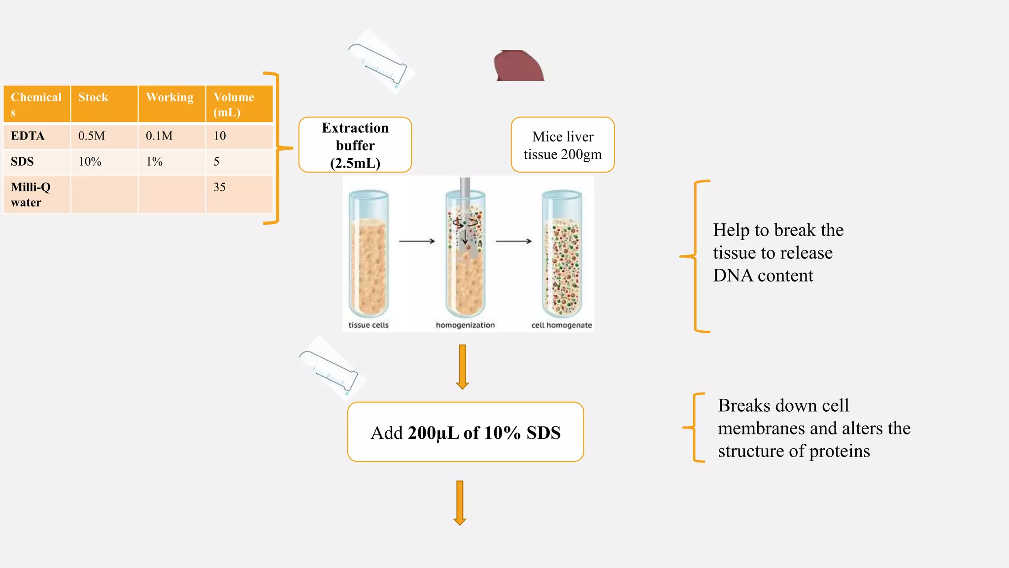 Isolation of genomic DNA from Animal Tissue | PPTX