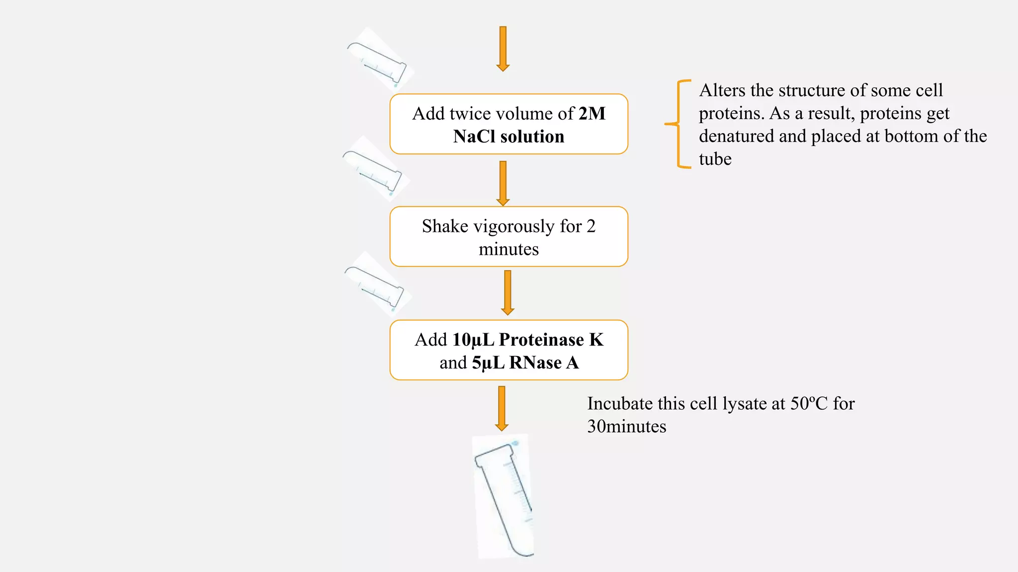 Isolation of genomic DNA from Animal Tissue | PPTX