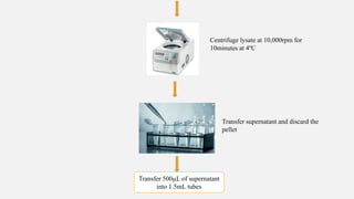 Isolation of genomic DNA from Animal Tissue | PPTX