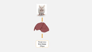 Isolation of genomic DNA from Animal Tissue | PPTX