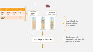 Isolation of genomic DNA from Animal Tissue | PPTX