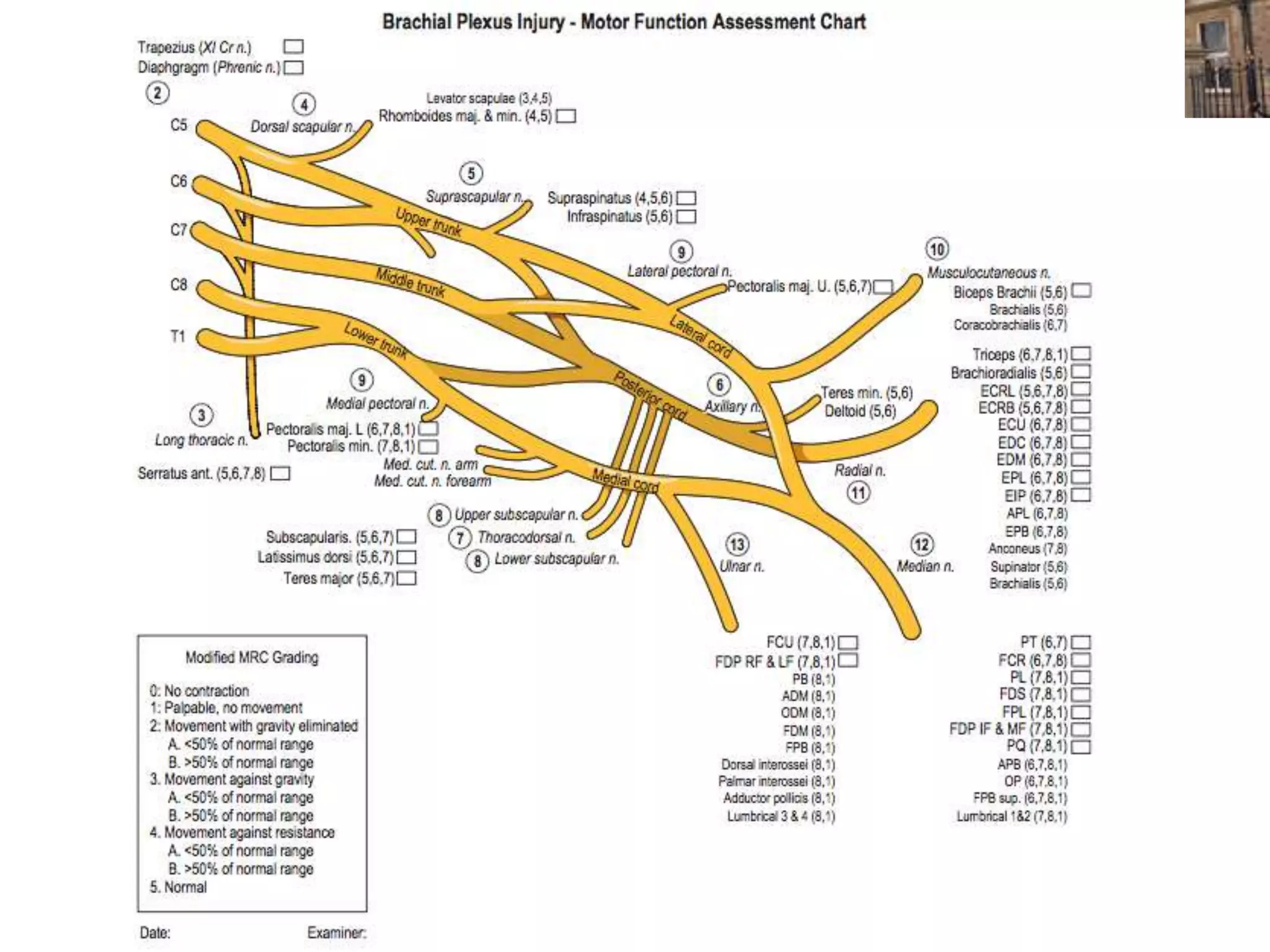 FRCS Revision - Brachial Plexus & Hands | PPTX