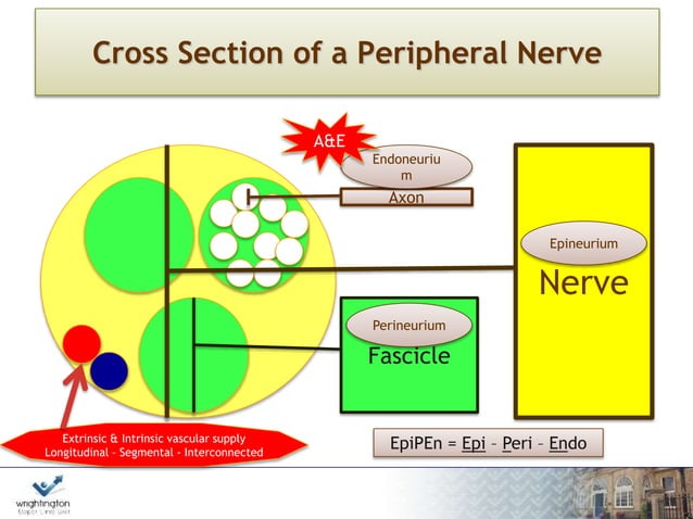 FRCS Revision - Brachial Plexus & Hands | PPT