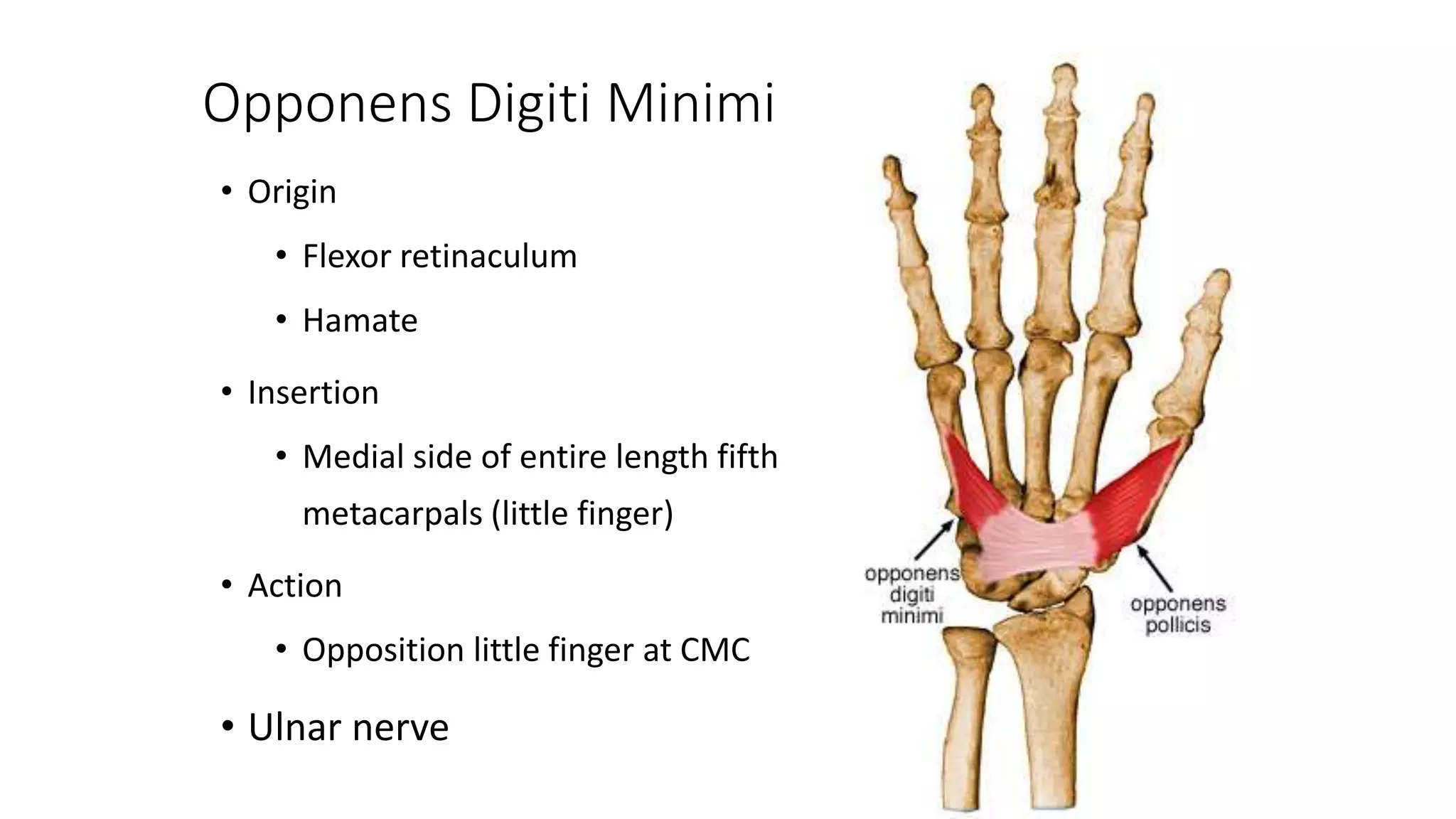 HAND SNUFF BOX (1).pptx