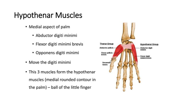 HAND SNUFF BOX (1).pptx | Death, Injury, or Military Conflict ...