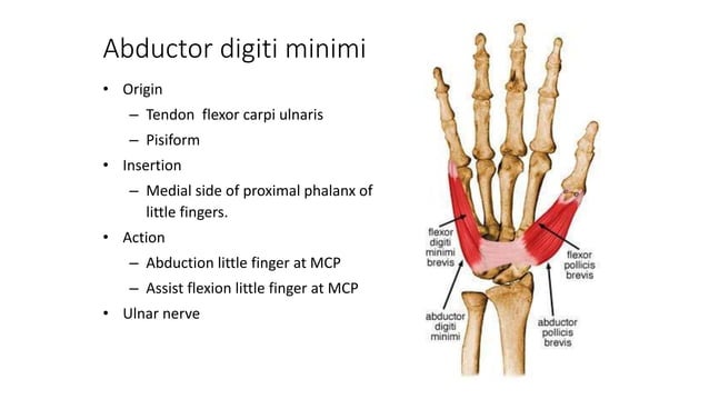 HAND SNUFF BOX (1).pptx | Death, Injury, or Military Conflict ...