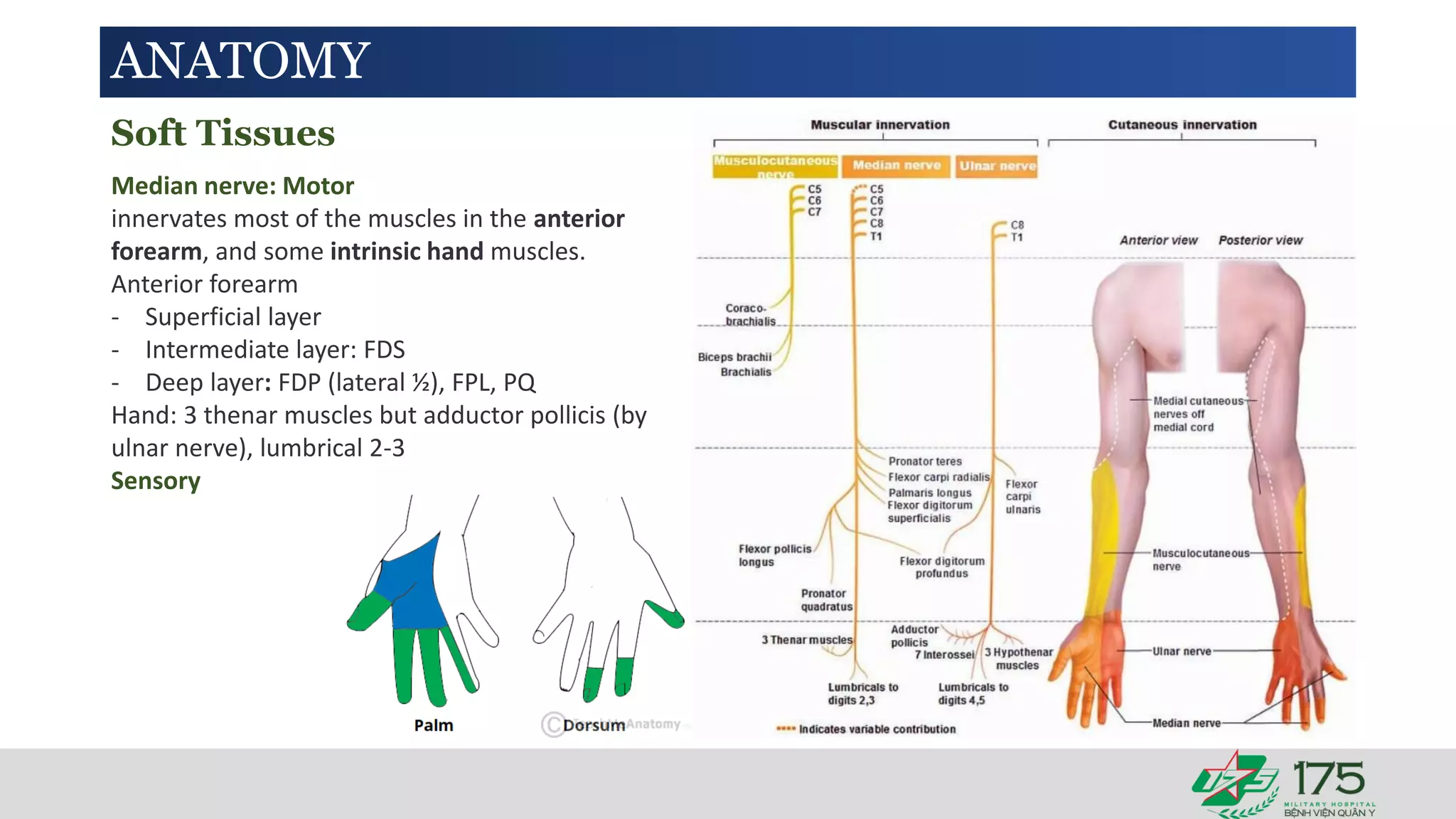 Hand Soft Tissue Injuries | PPT