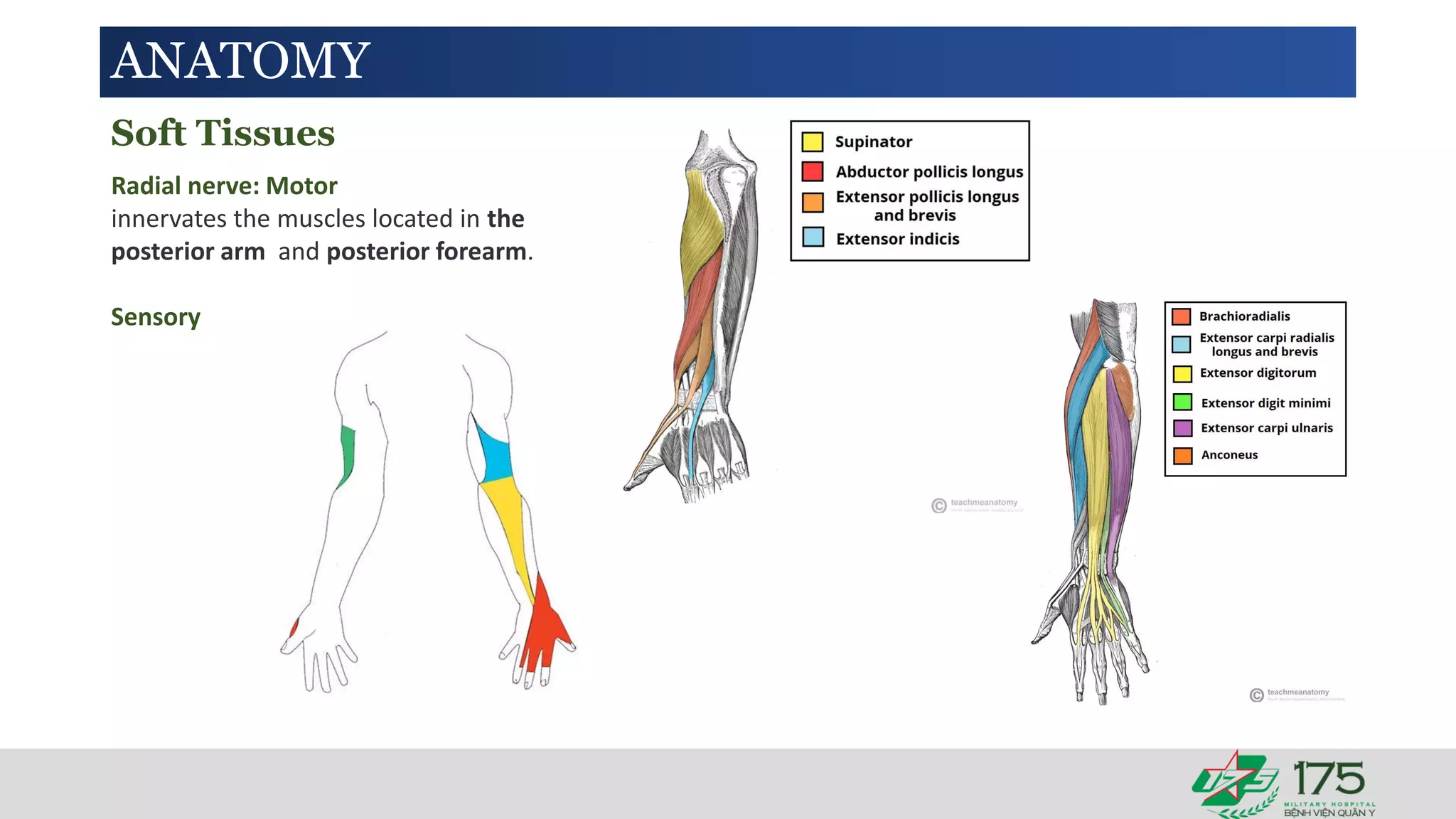 Hand Soft Tissue Injuries | PPT