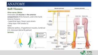Hand Soft Tissue Injuries | PPT
