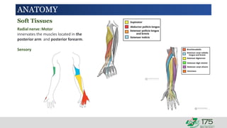 Hand Soft Tissue Injuries | PPT