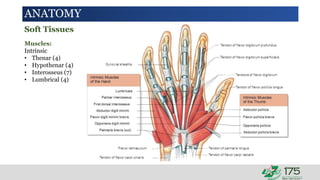 Hand Soft Tissue Injuries | PPT