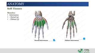 Hand Soft Tissue Injuries | PPT