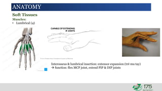 Hand Soft Tissue Injuries | PPT