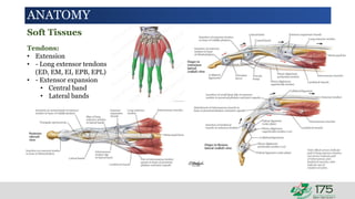 Hand Soft Tissue Injuries | PPT