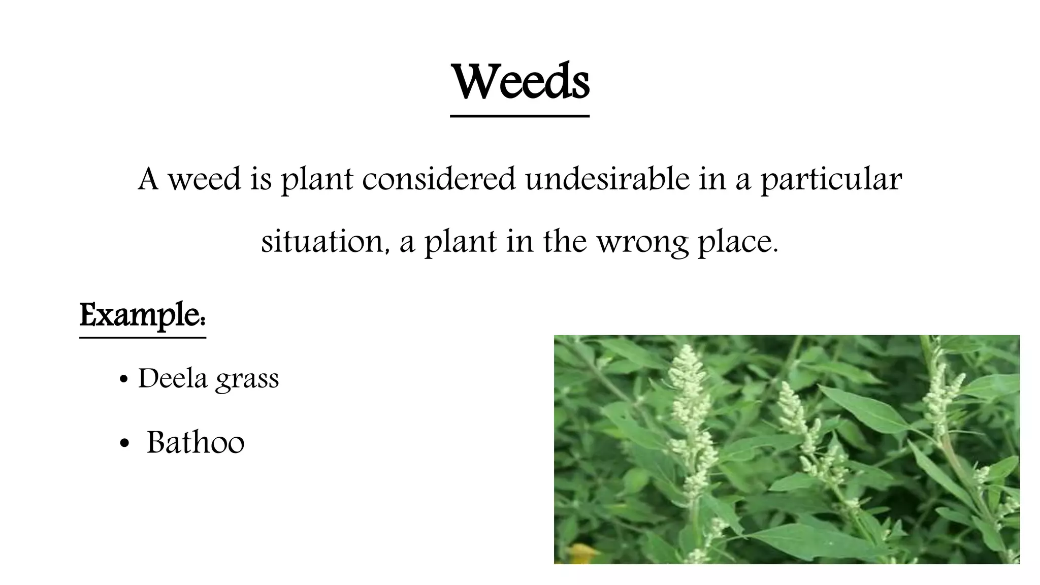 Hands tools for weeds control | PPTX